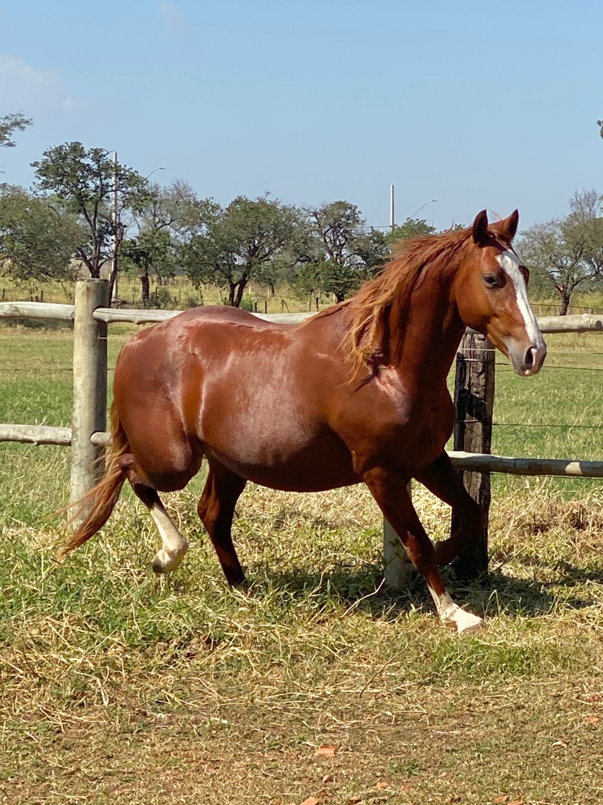 Produtos - Prime Horse