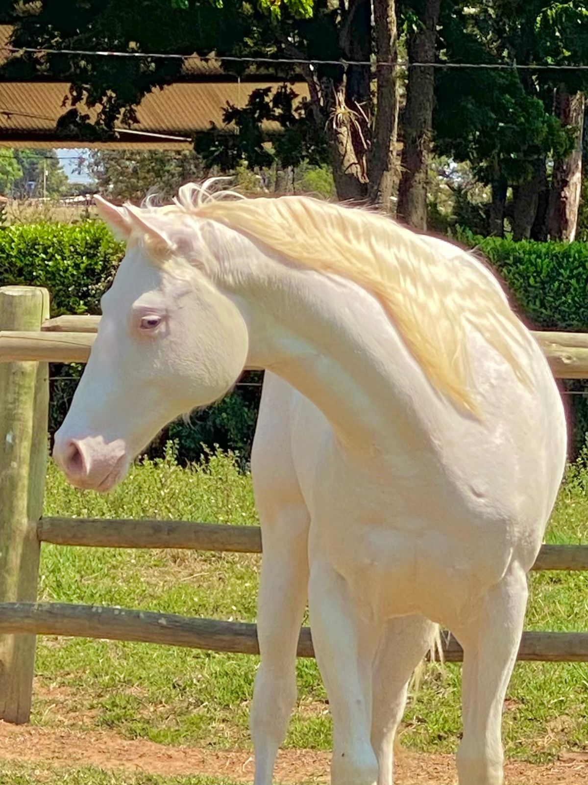 Produtos - Prime Horse