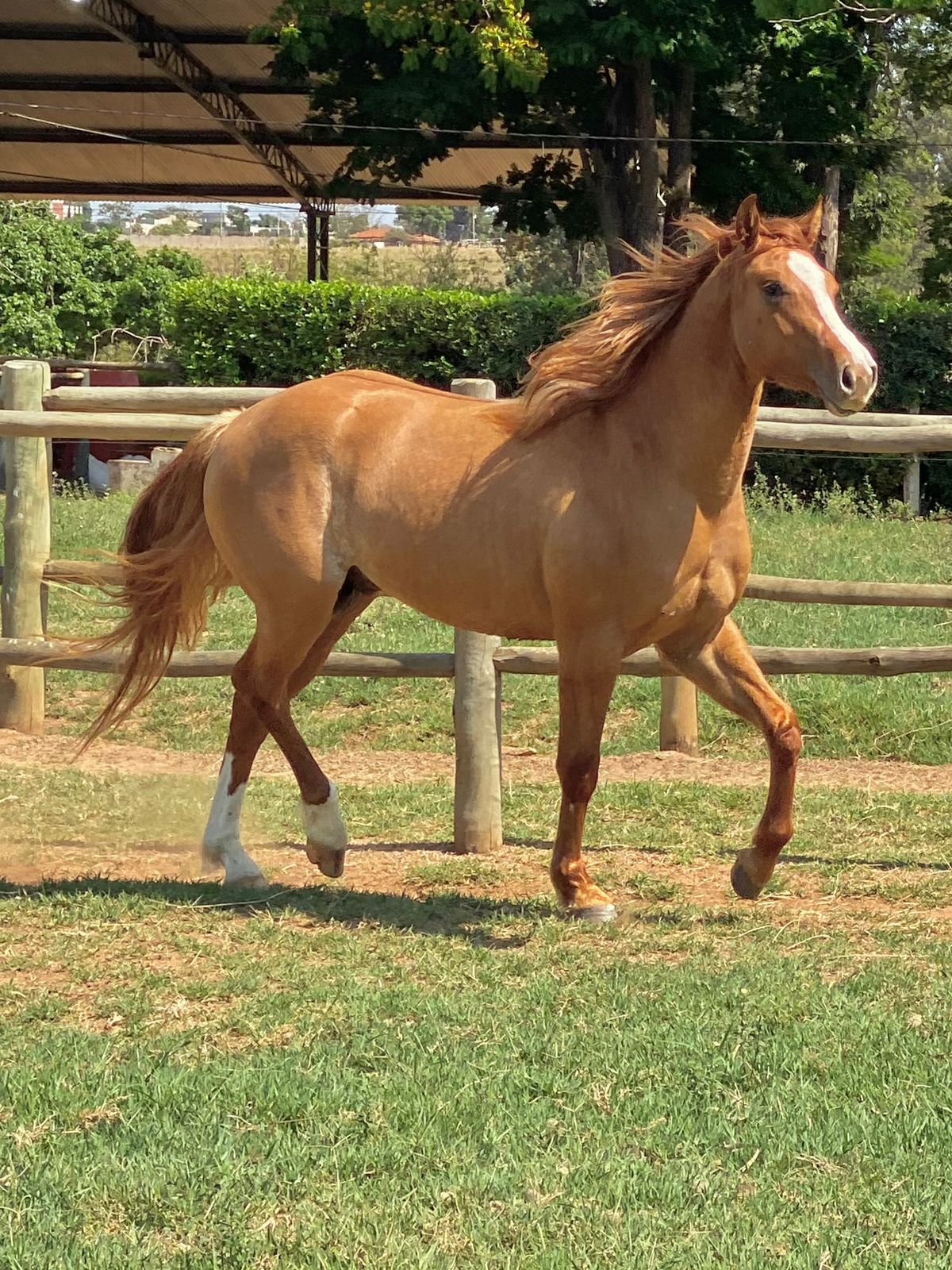 Produtos - Prime Horse